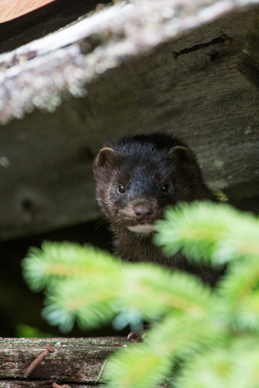 Critter Post 4: American Mink – Gone Floatabout